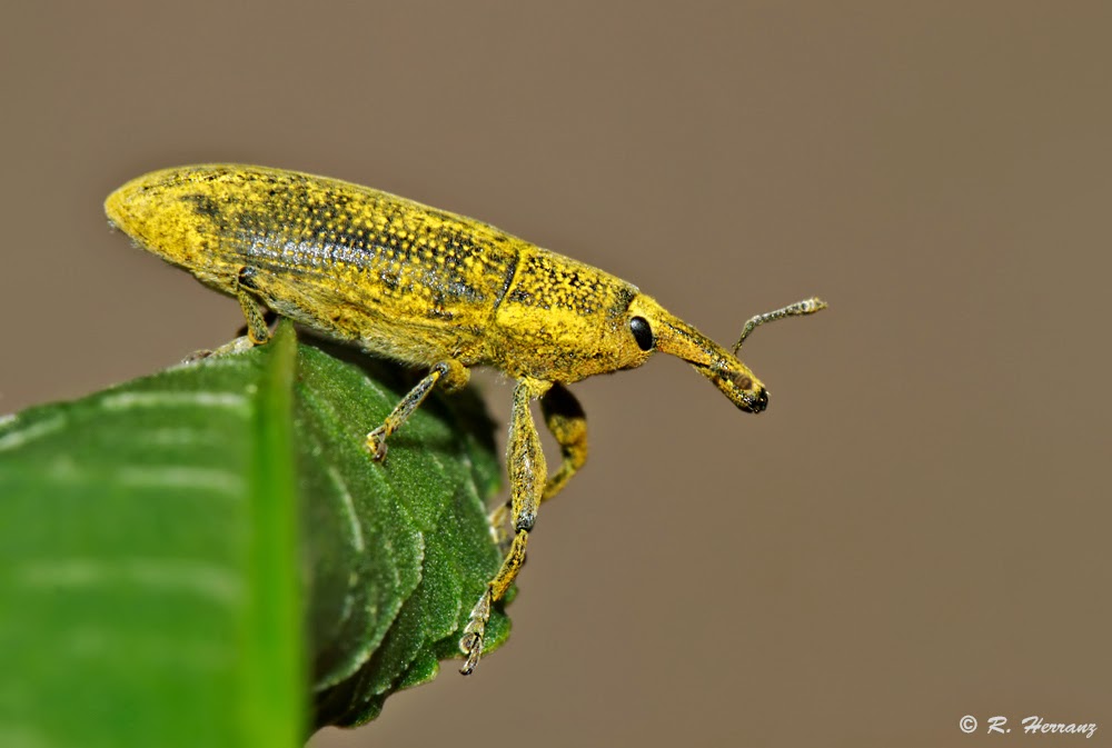 fotosricardo-h: GORGOJOS (COLEÓPTERA : CURCULIONOIDEA) II - Weevils II