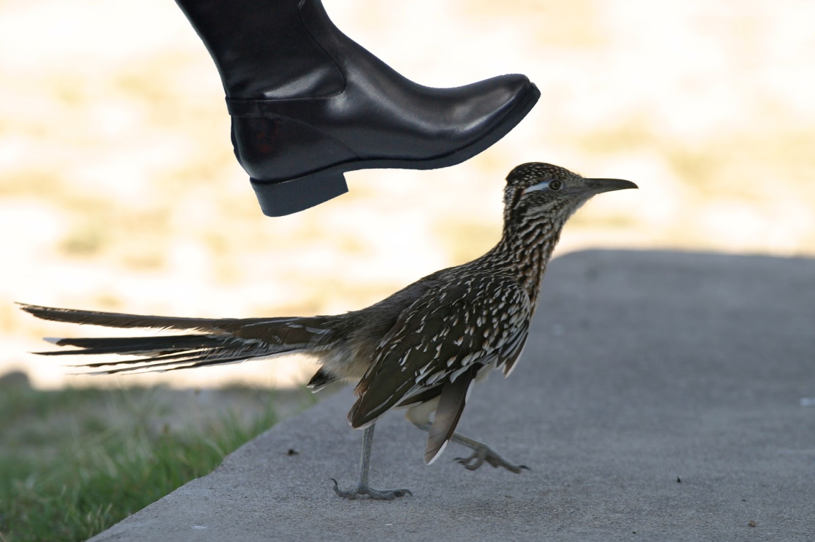 Top 5 Causes of Bird Death