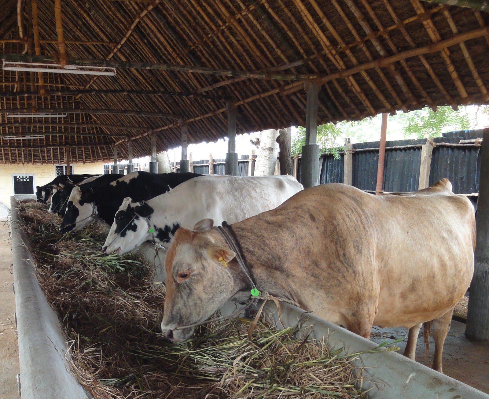 NGO News blog, NewsLine: Saving the paddy straw is a very important job ...