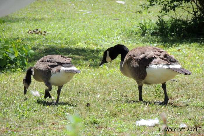 The View from Squirrel Ridge: A Little Hummingbird and Some Growing Geese