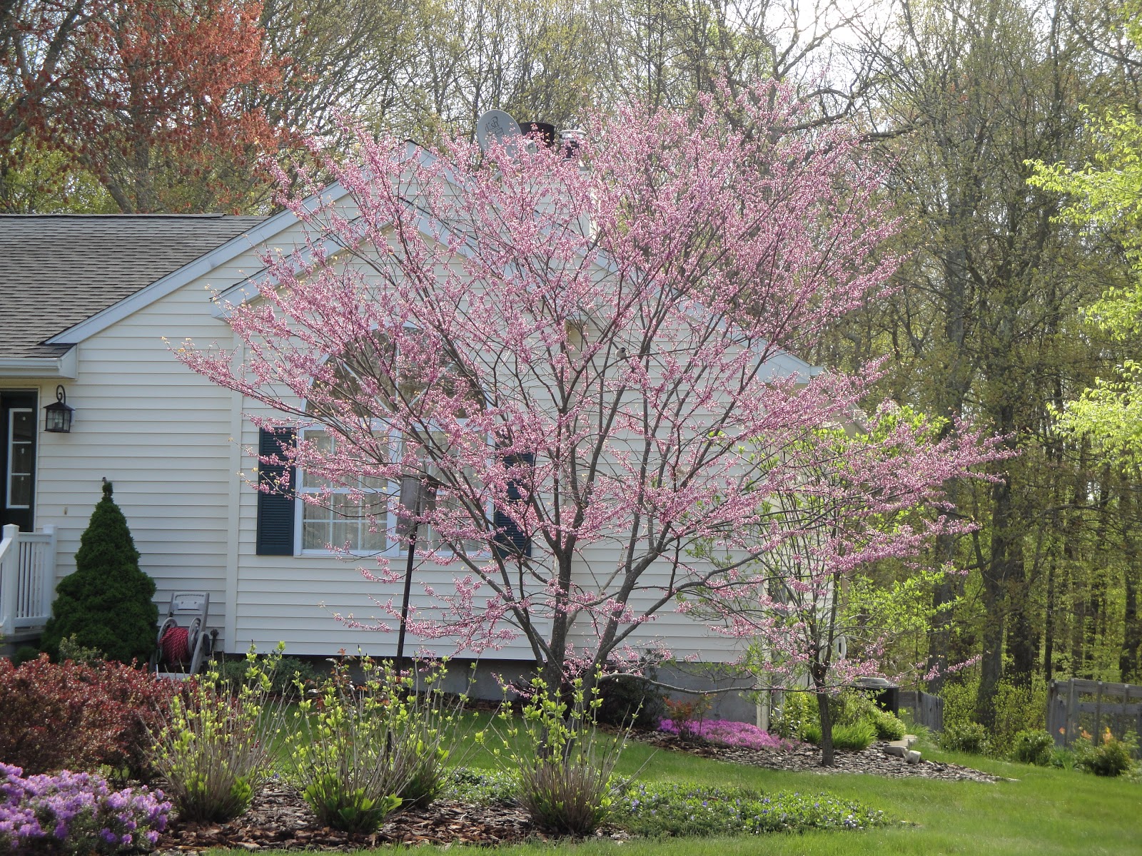 The Pringle Plan: Redbud