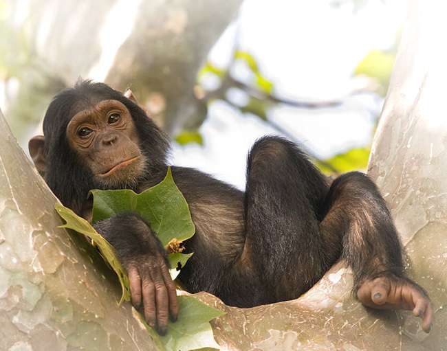 Antropoides (zoología)