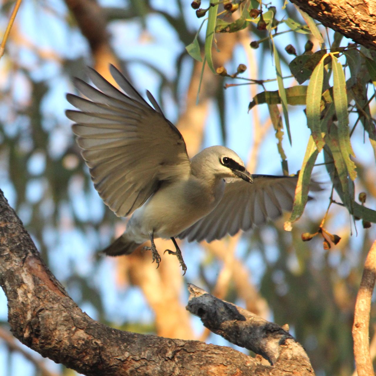 Pete's Flap Birding Aus: Mataranka birds