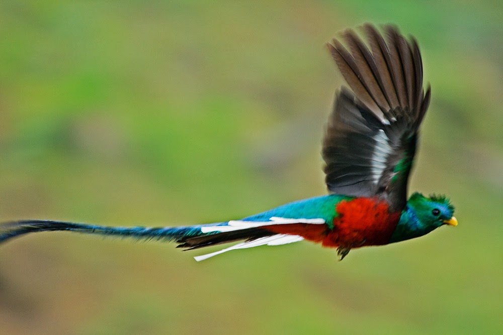ANIMALS TIME : Quetzal (Gallery 2)