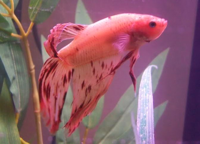 JENIS CUPANG HIAS ~ BUDIDAYA CUPANG HIAS