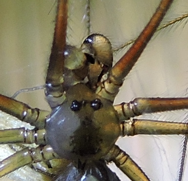 Springfield Plateau: Long-bodied Cellar Spider