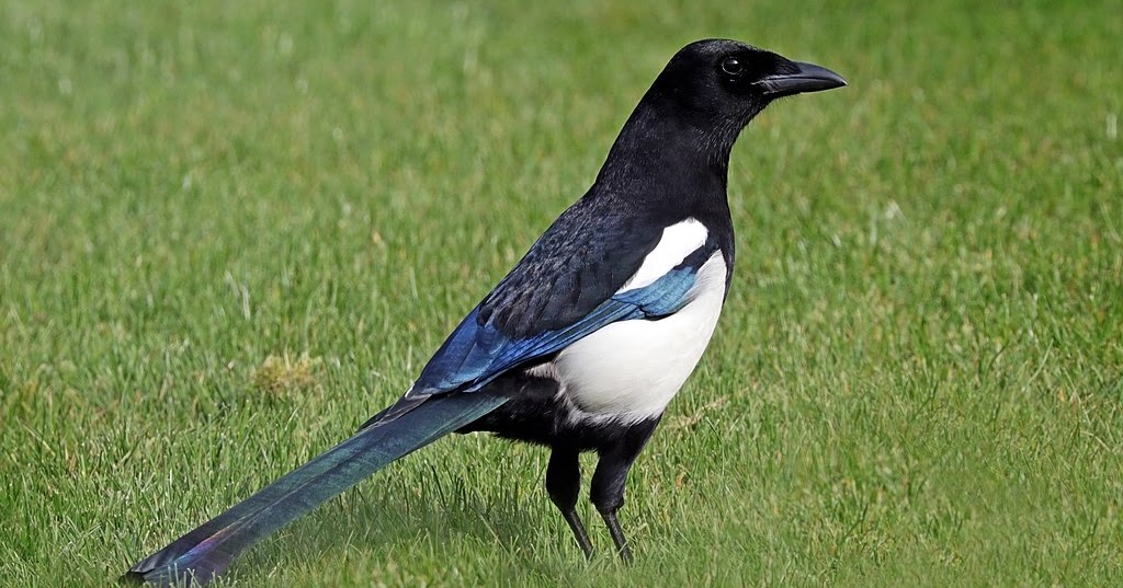 A Ritual To Call On The Spirit Of The Magpie To Bring Clarity To A ...