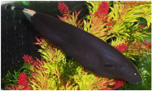 Itui Cavalo ~ Pet Mania - Bettas e Guppies - Sua Loja Pet - Pernambuco