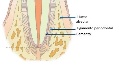 Hueso alveolar