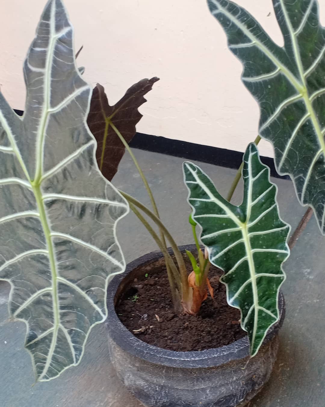 20 + BUNGA YANG LAGI VIRAL 2020 - theFikkar