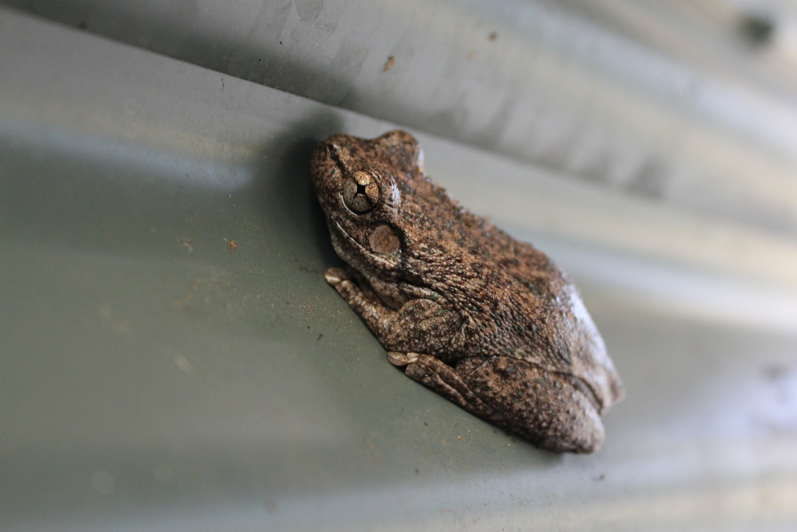 Emerald Spotted Tree Frog 16/06/12