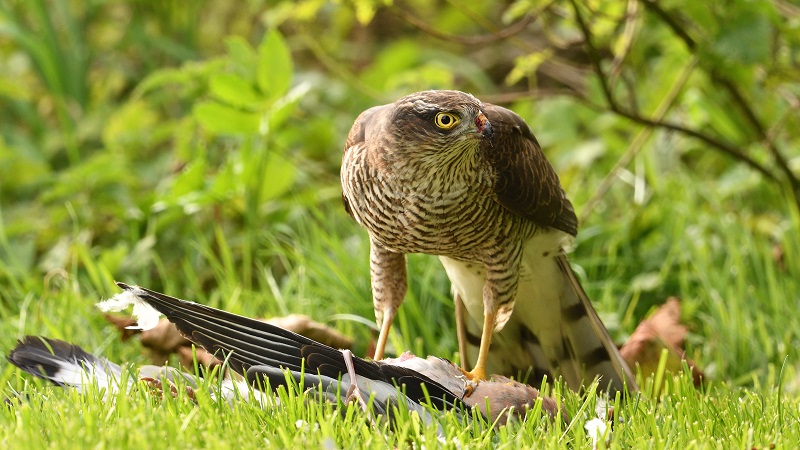 Steve Rogers birding: Sparrowhawk eating Woodpigeon