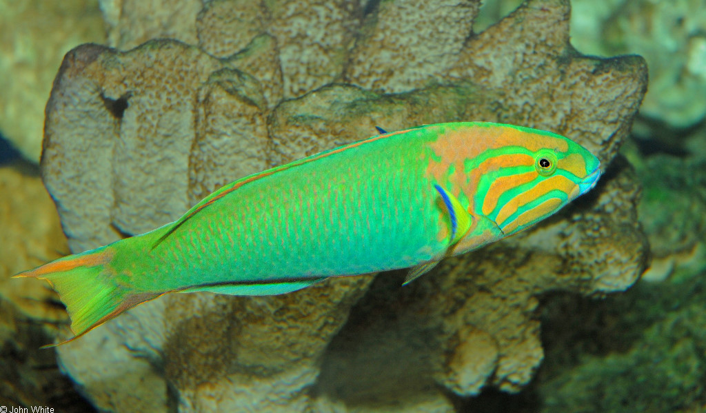 JJS Peixes Ornamentais: Peixes Marinhos