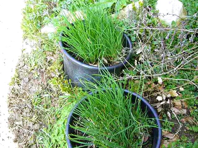 JARDINAGE Créer un Coin Potager en Terrain Rocailleux