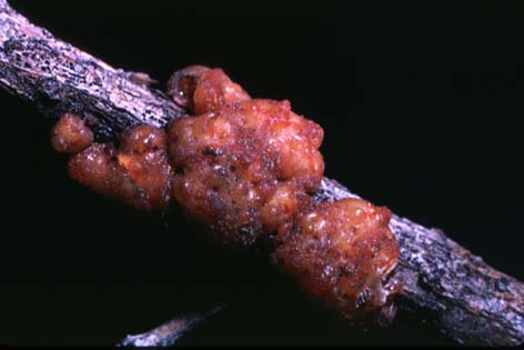 Revelation awaits an Appointed Time: Confectioner's Glaze