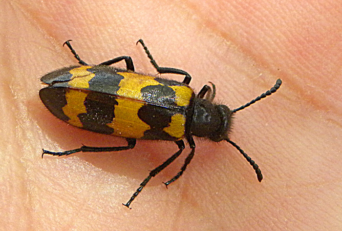 Foto-Natura-Huesca: Veränderliche Ölkäfer Mylabris variabilis Peter ...