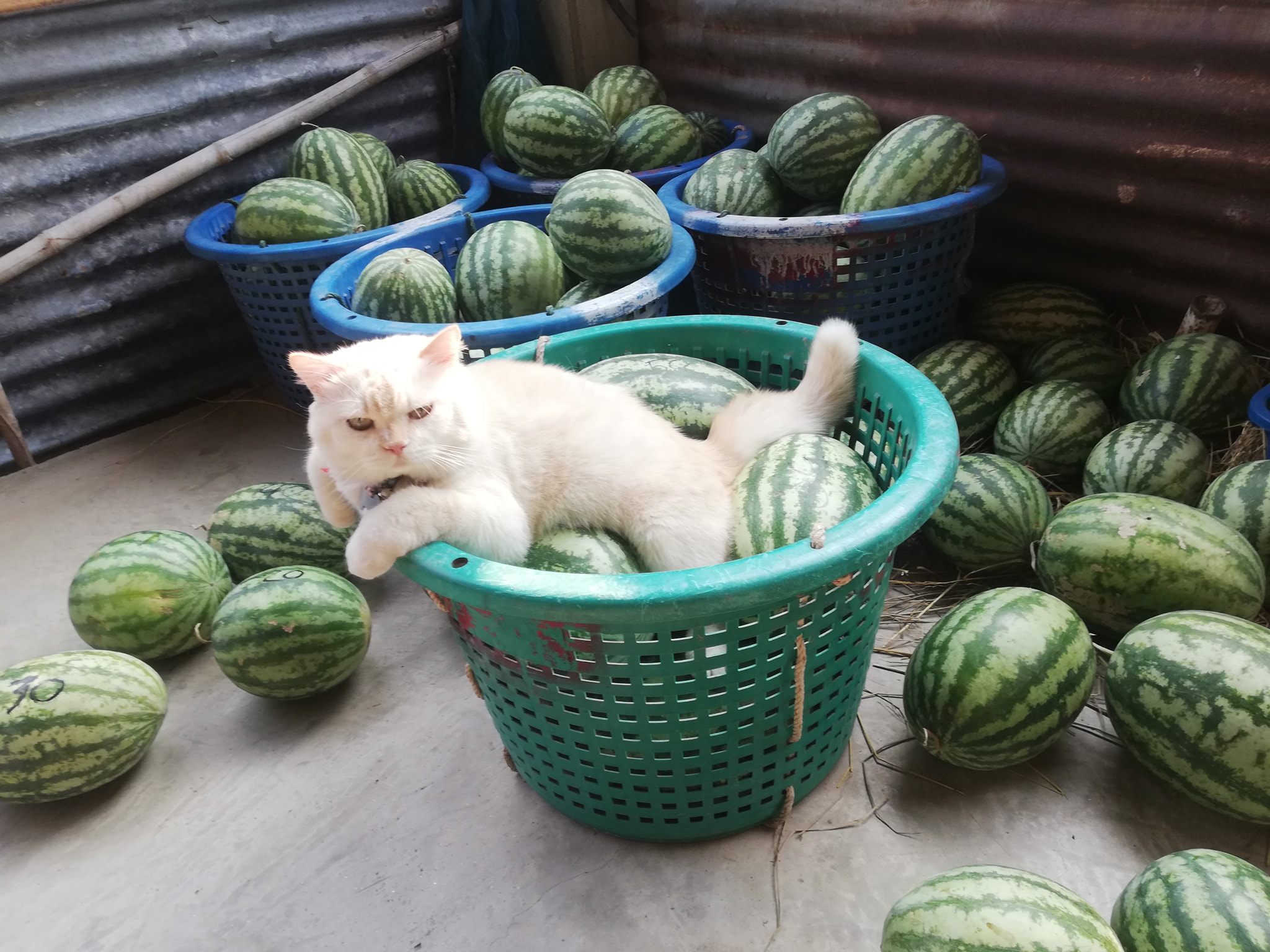 Cats in Gardens: Watermelon Cat