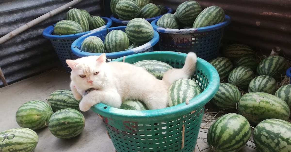 Angry Watermelon Cat