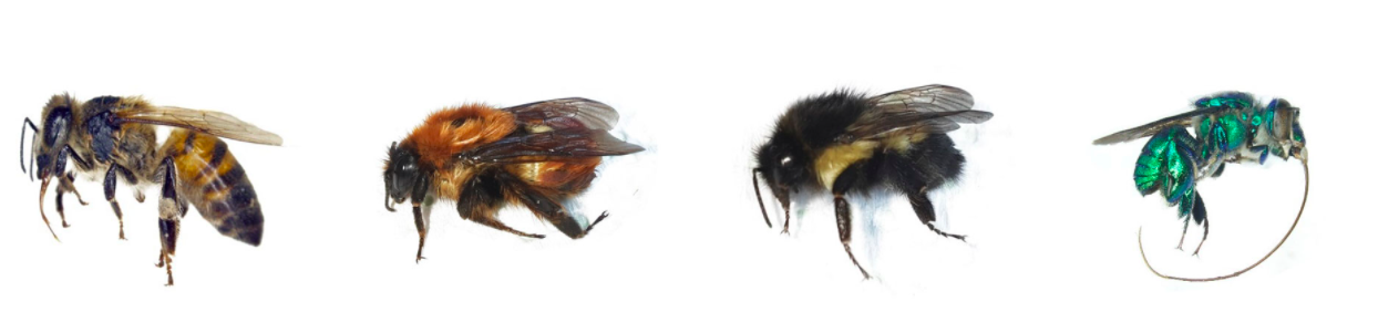 "Mariolas o mariasecas" son las más avistadas en el Primer Conteo ...