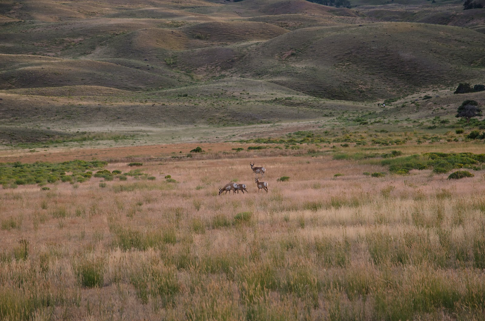 Я і моє життя: Національний парк "Єллоустон" (Yellowstone National Park)