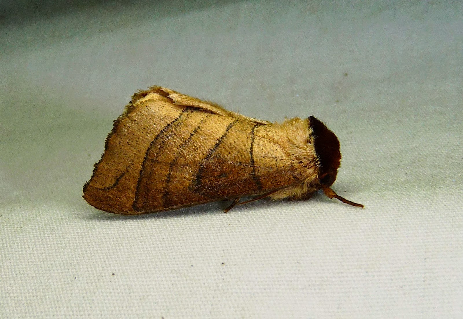 Field Biology in Southeastern Ohio: Prominent Moths of Ohio part 2