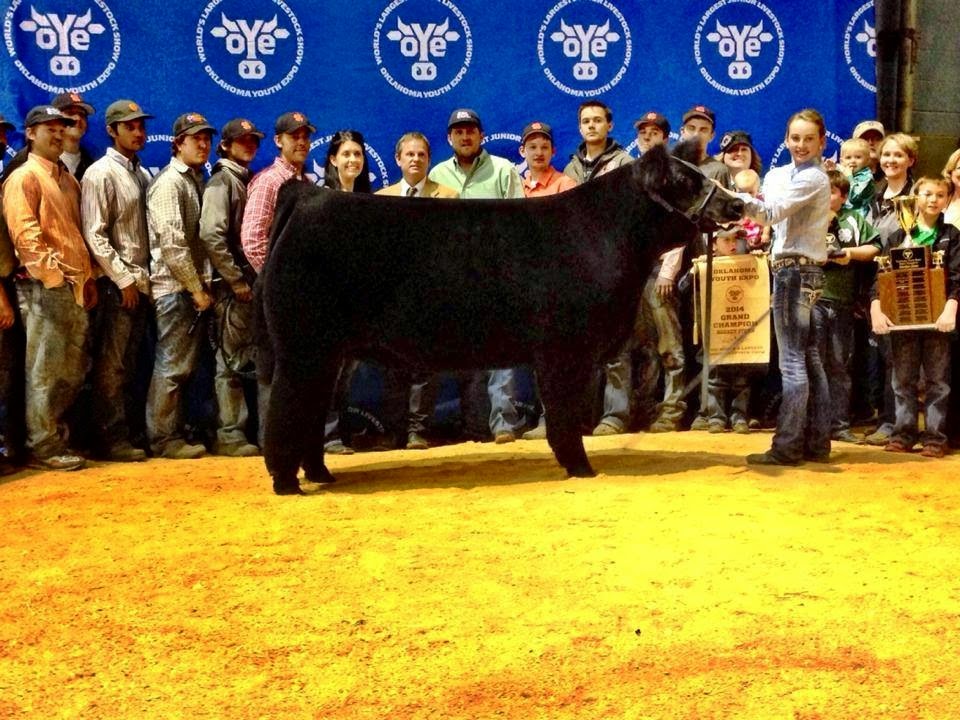 DIAMOND G CATTLE CO.: OYE Steer Show