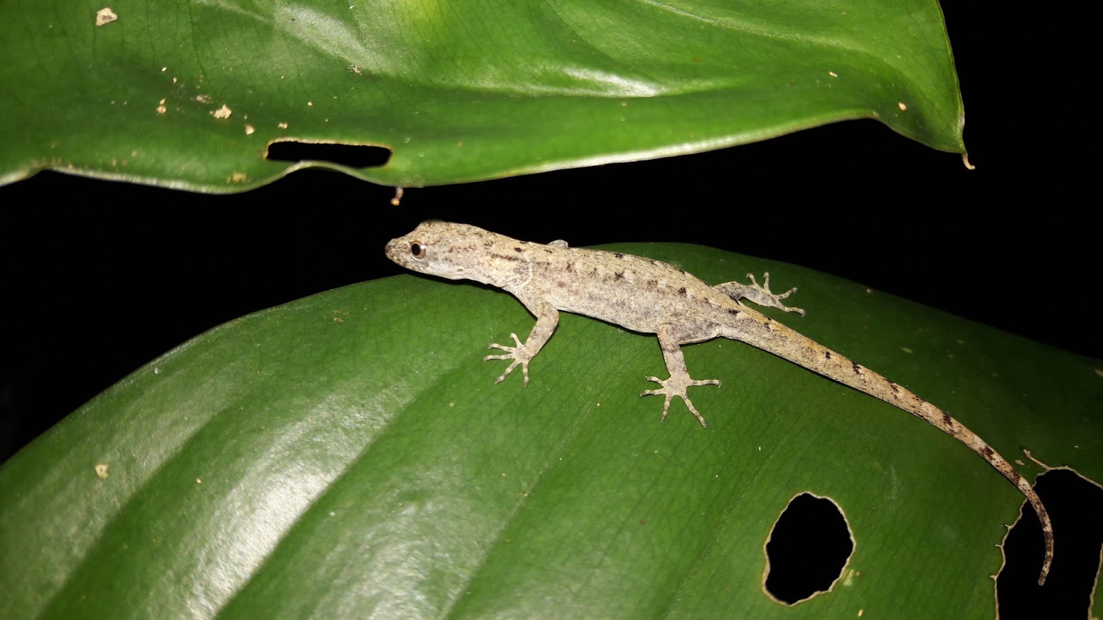 The Herpetology of Trinidad and Tobago: Reptiles and Amphibians from ...