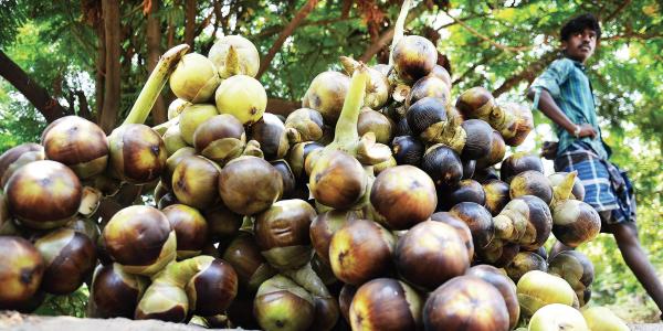 Palm Tree - பனை செழித்தால் பாரம்பரியம் செழிக்கும், பனை அழிந்தால் ...