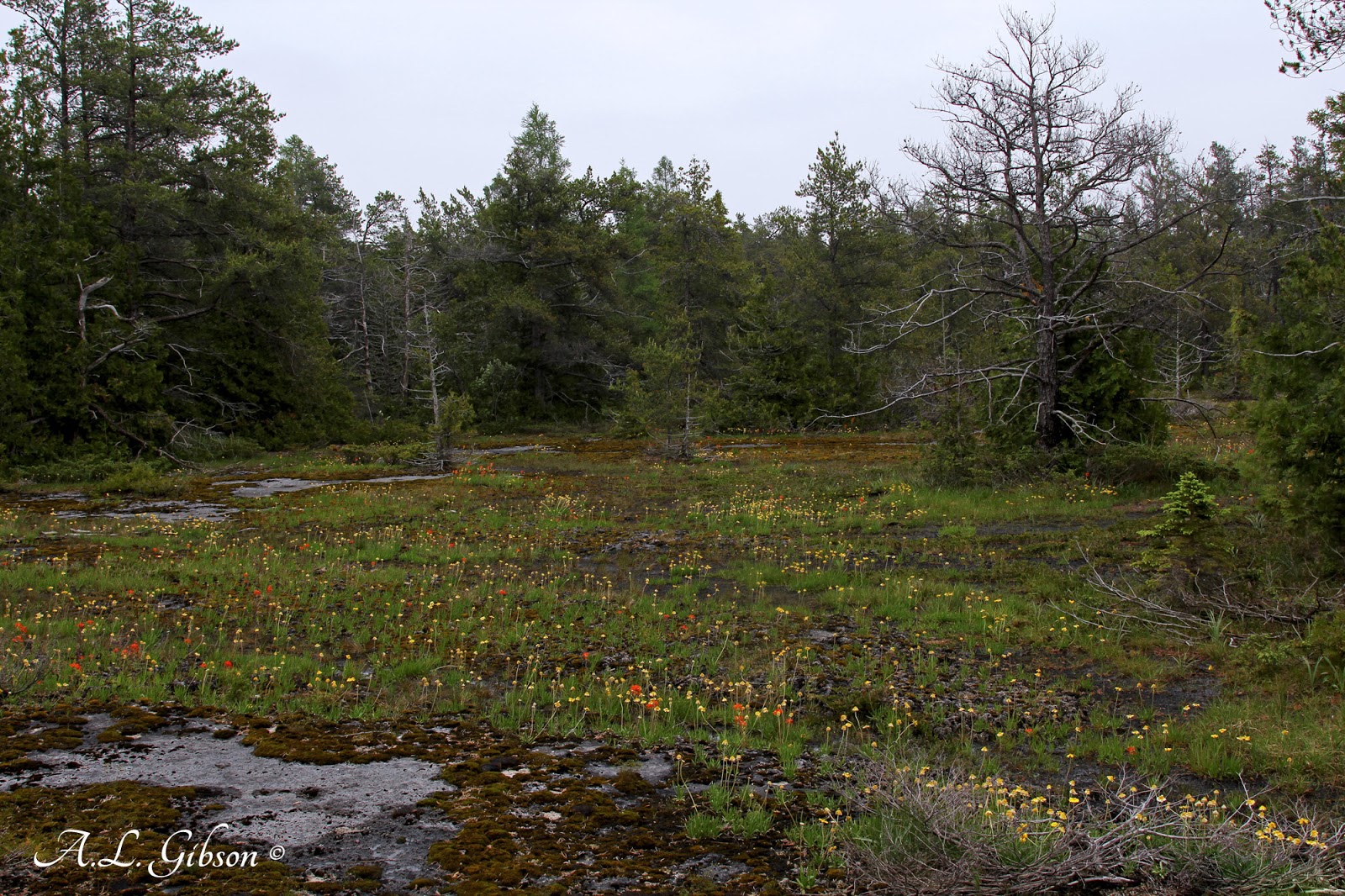 The Buckeye Botanist: The Bruce Peninsula Part VI: An Alvar Wonderland