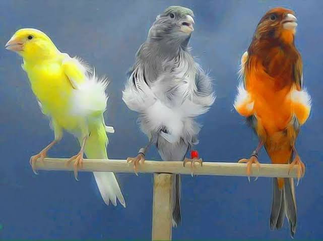 birds: Pet Canary Care