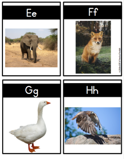 Alphabet Animal Cards (Real Photos) ~ Preschool Printables