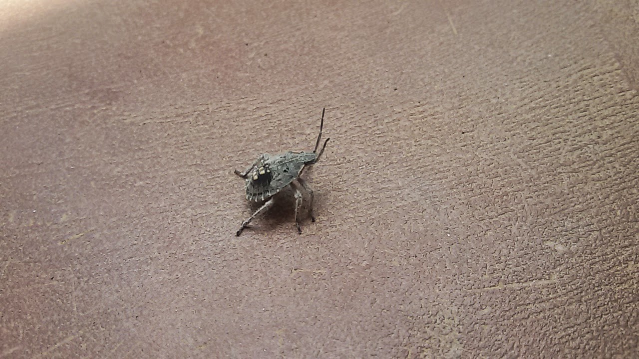 Rwanda : r/whatsthisbug
