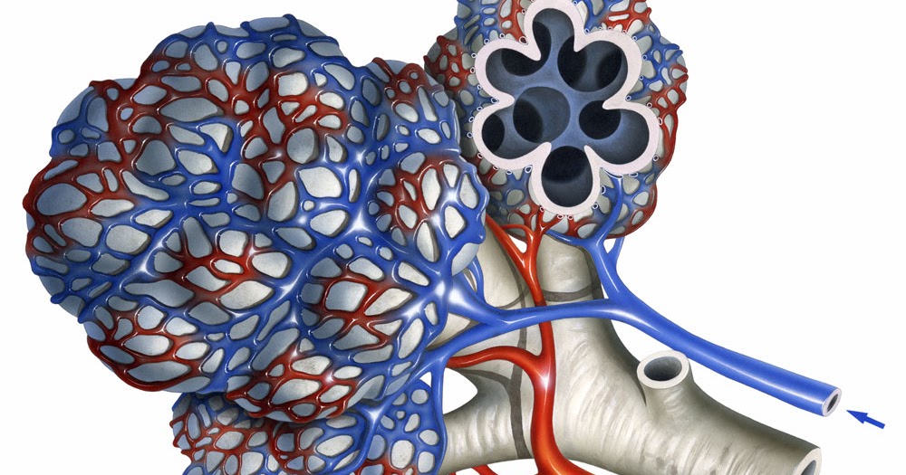 Angry Ainaa: Different Between Alveoli and Alveolus :)