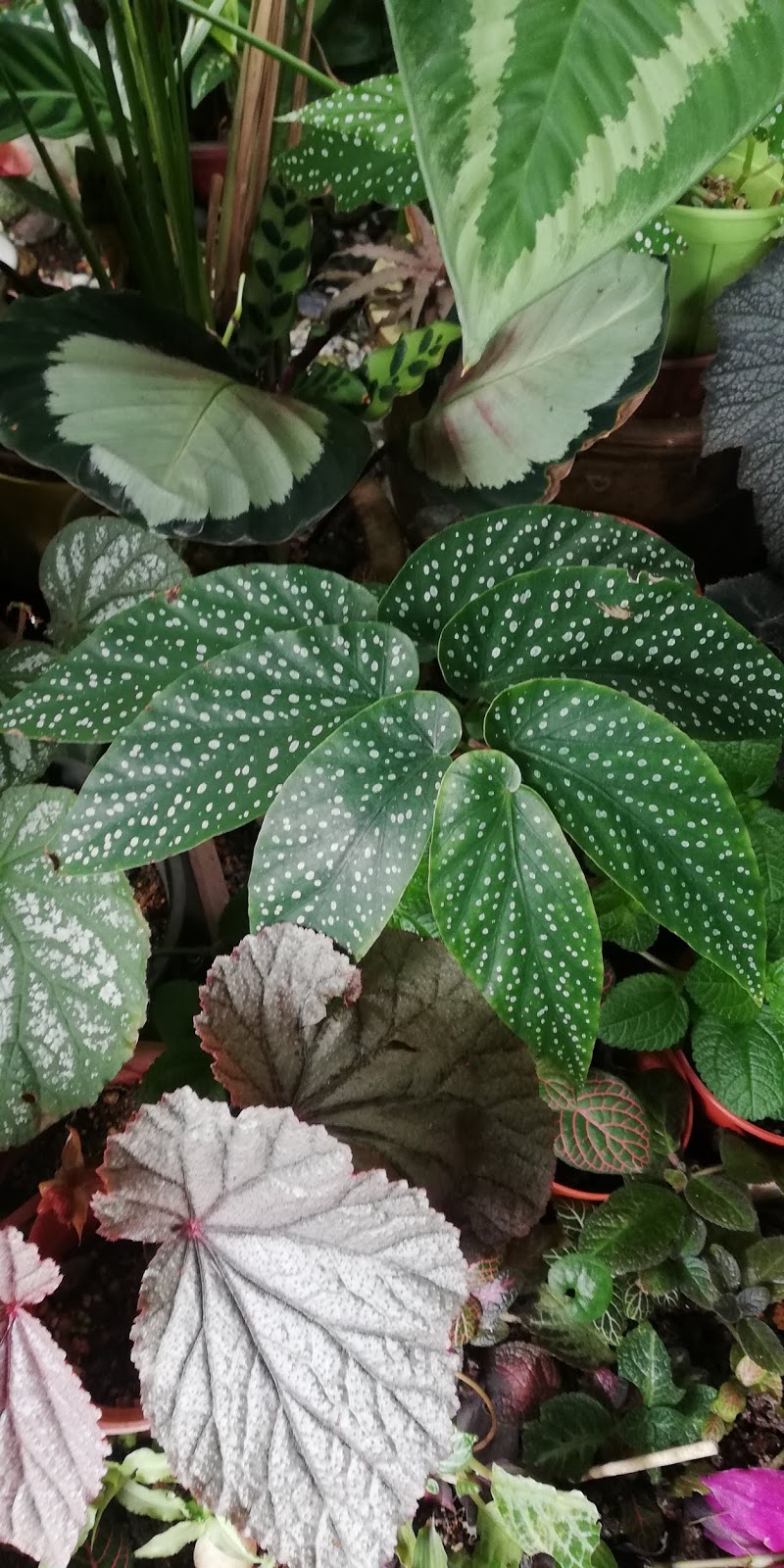 Garden Chronicles of James David: Cane Begonia 'Albo-picta' (Updated ...