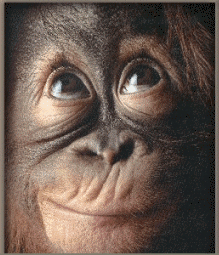 Gifs de macacos ~ Oficina do Gif