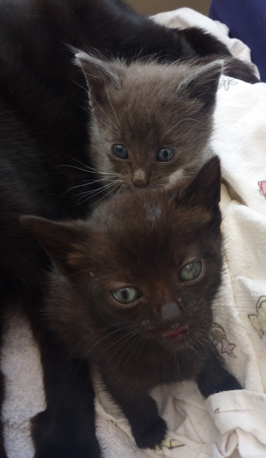 Cat Rescuing, Sunderland: ATTACK OF THE KILLER KITTENS