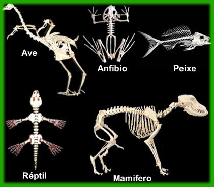 Colégio Ferreira Master: 'Os Vertebrados'