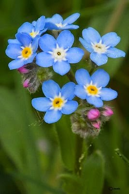 Institución Educativa Particular "Martinik": Cuento de la Flor No Me ...