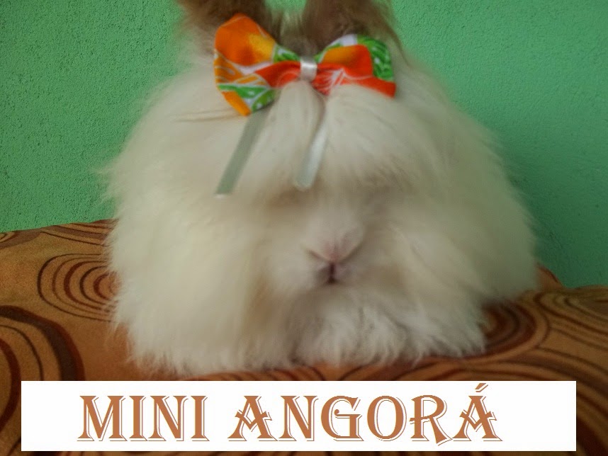 ANIMAIS DE ESTIMACAO COMUNS E EXOTICOS: Mini Angorá