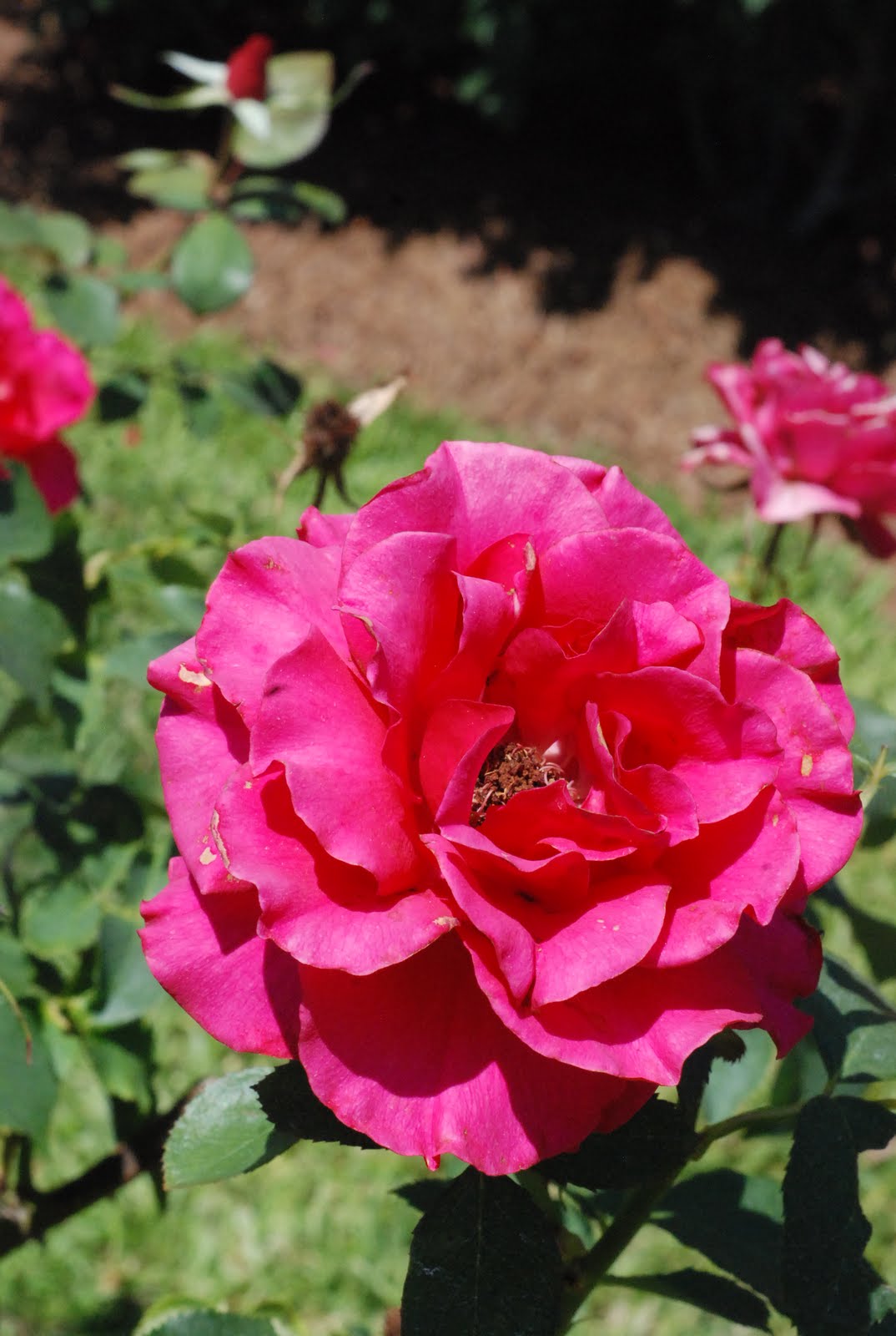 Thoughts Join Letters: Tyler Texas Rose Gardens
