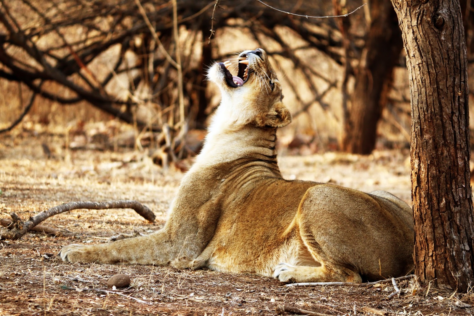 Trip to the Indian Savanna - Sasan Gir