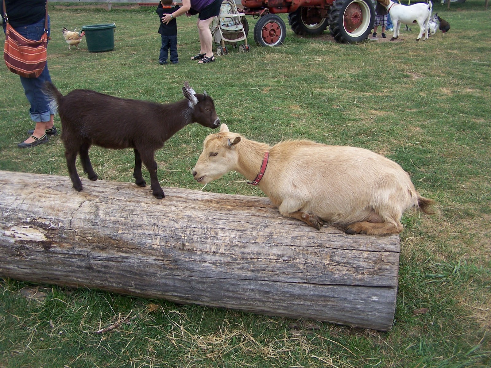 Three Cats and a Baby: A Day At The Farm