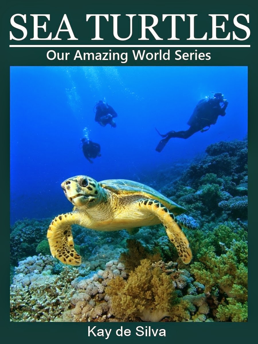 Kearson's Classroom: All About Sea Turtles