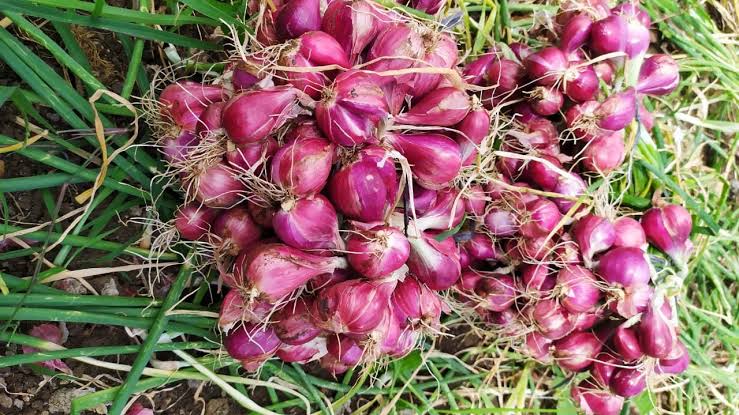 Cara Menanam Bawang Merah Yang Baik Dan Benar Panen Maksimal ~ Andri