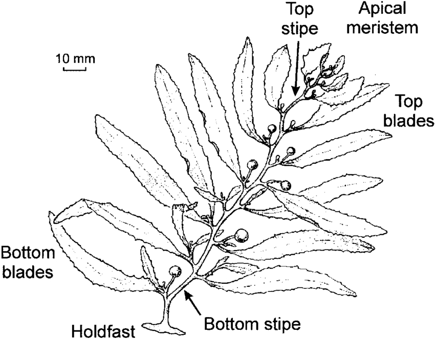 Sargassum: The Structure of Sargassum