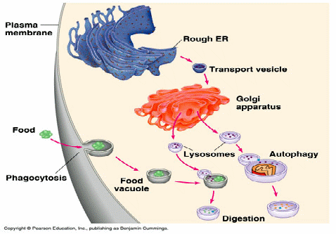 Zahrotul Baladiyah: SISTEM ENDOMEMBRAN