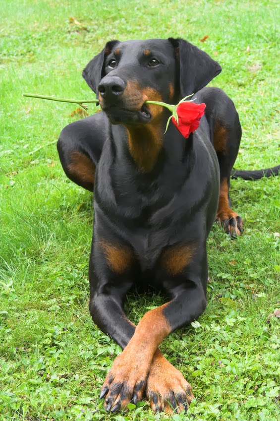Urban Legends And Ghost Stories: The Choking Doberman