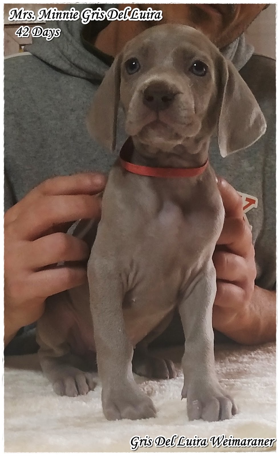 Weimaraner Gris Del Luira / Bracos De Weimar: marzo 2020