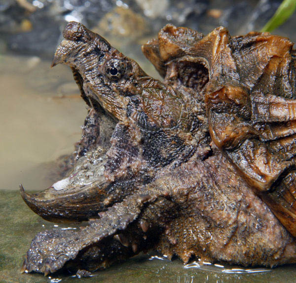 Our Herp Class: Natural History of the Alligator Snapping Turtle