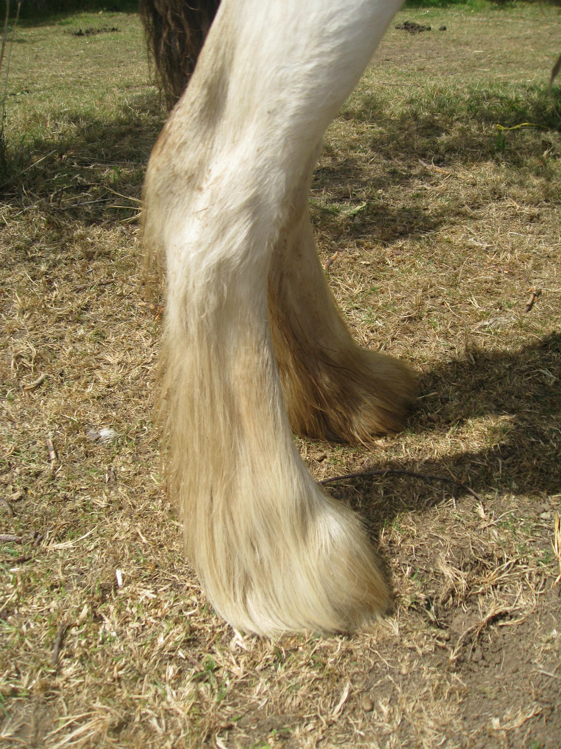 Overcoming Adversity a Pony's Tale: Foal Abandoned with Locking Stifle